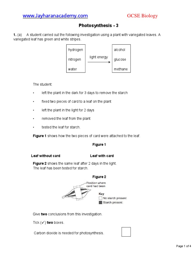 GCSE Biology: Photosynthesis - 3 | PDF | Photosynthesis | Leaf