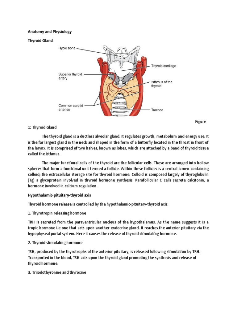 Thyroid Gland AnatomyLabeled Diagram WorksheetsHuman OrgansScience ...