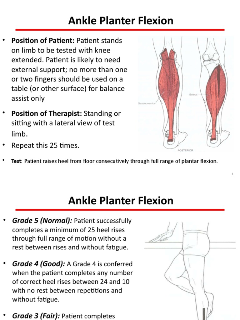 Ankle Planter Flexion: Test: Patient Raises Heel From Floor ...