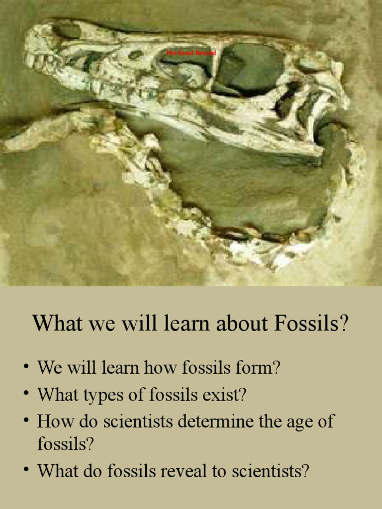 Fossil Power Point Presentation | PDF | Radioactive Decay | Fossil