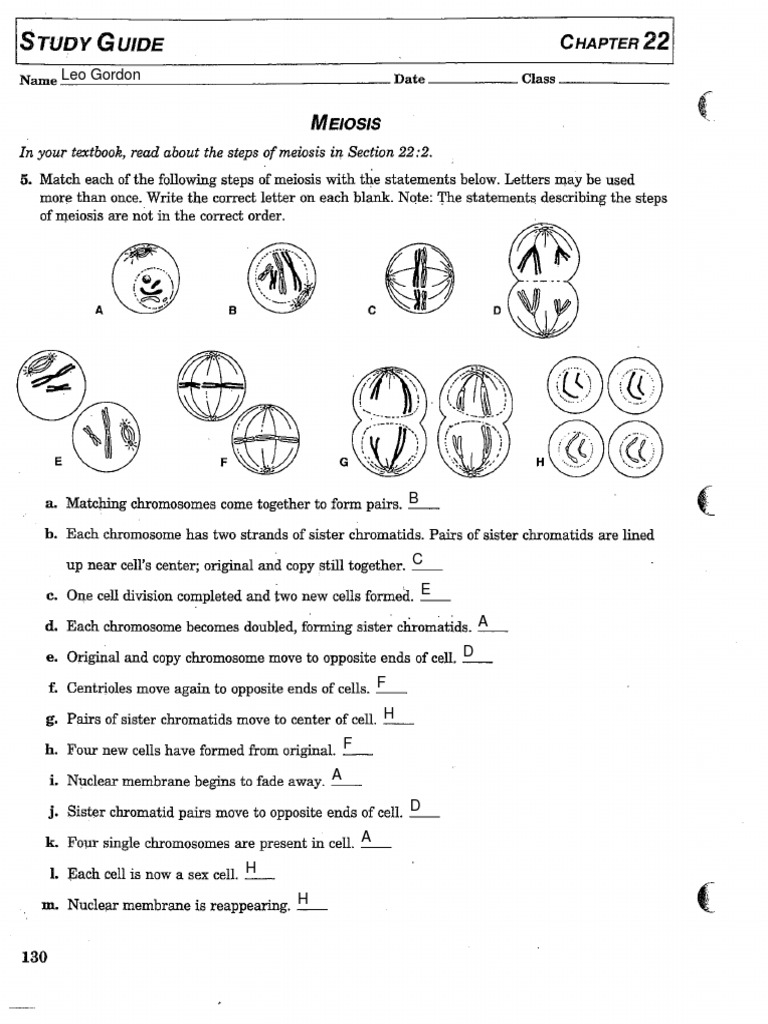 Meiosis Study Guide WS | PDF