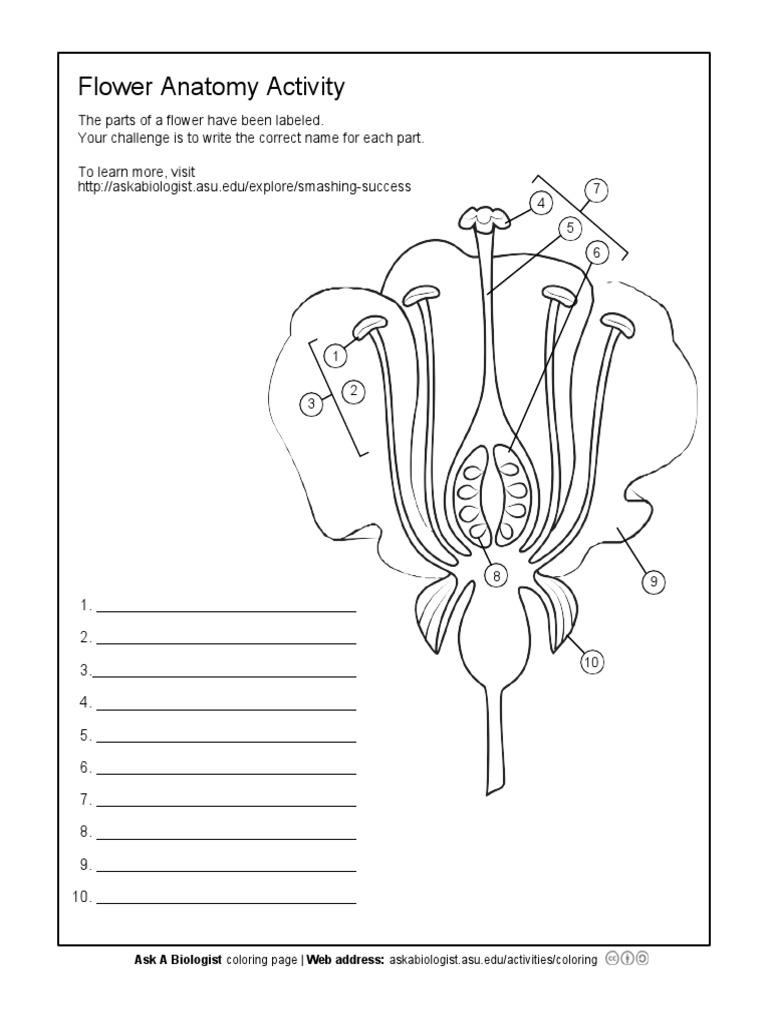 Flower Anatomy for Students | PDF
