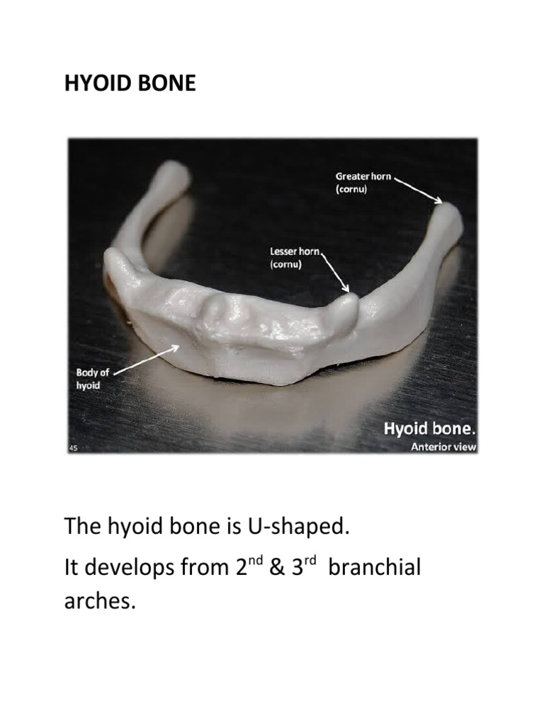 Hyoid Bone: The Hyoid Bone Is U-Shaped. It Develops From 2 & 3 ...