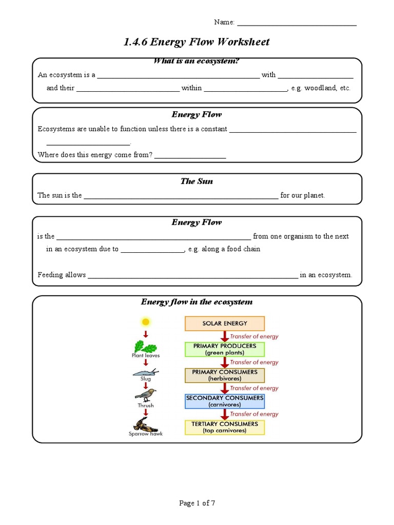 Energy Flow in Ecosystems Worksheet | PDF | Food Web | Environmental ...