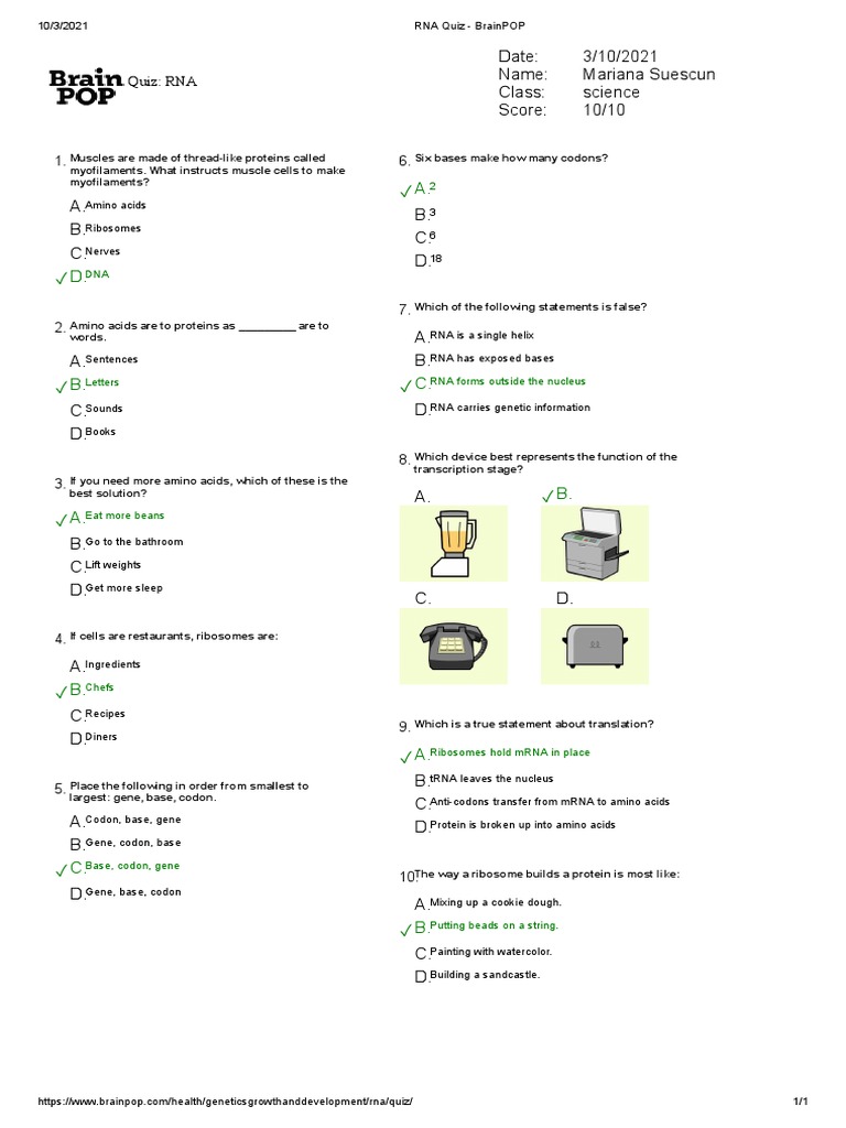 RNA Quiz - BrainPOP | PDF | Genetic Code | Gene