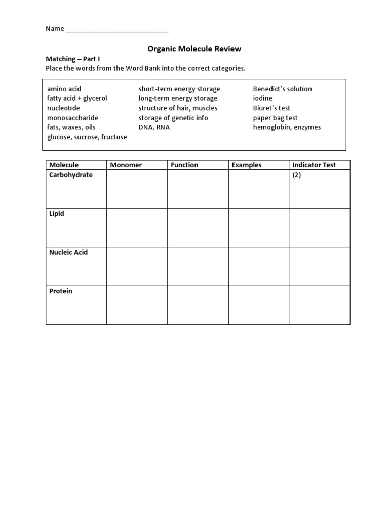 Organic Molecule Review Worksheet | PDF | Carbohydrates | Nucleic Acids