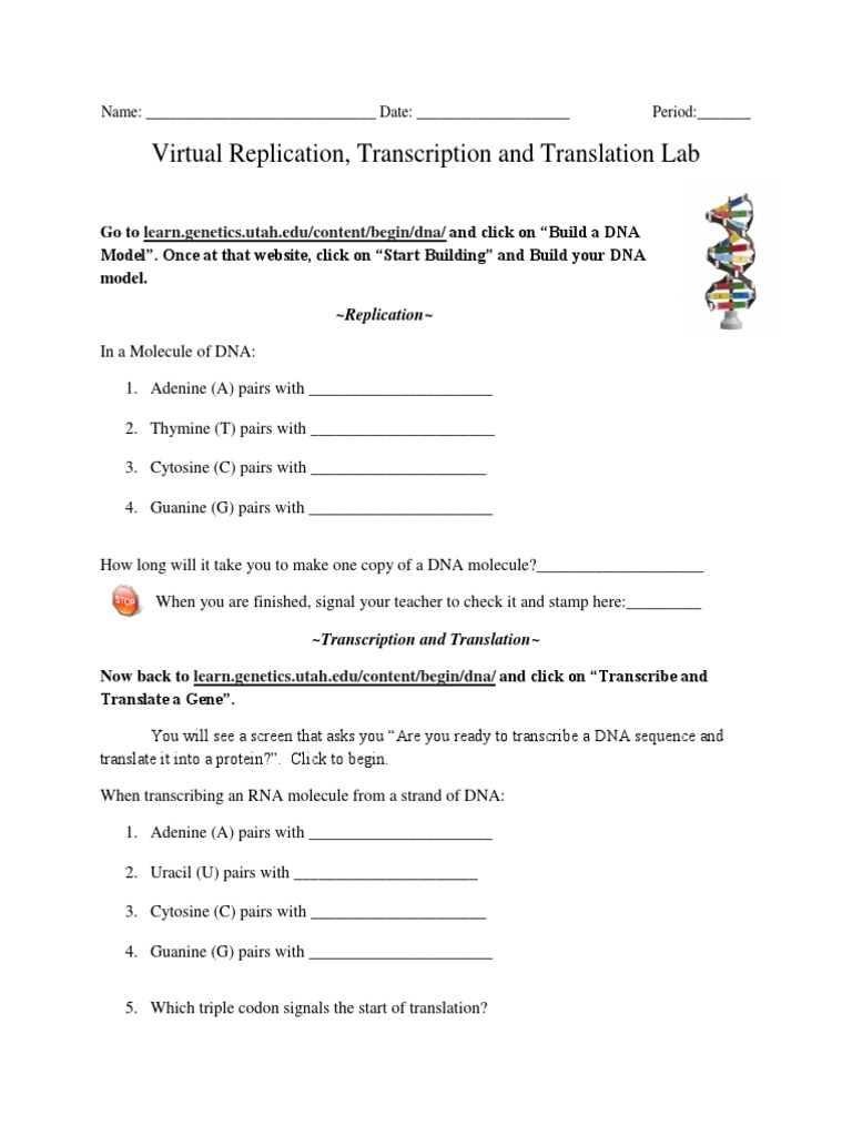 Transcription And Translation Worksheets Transcription & Translation