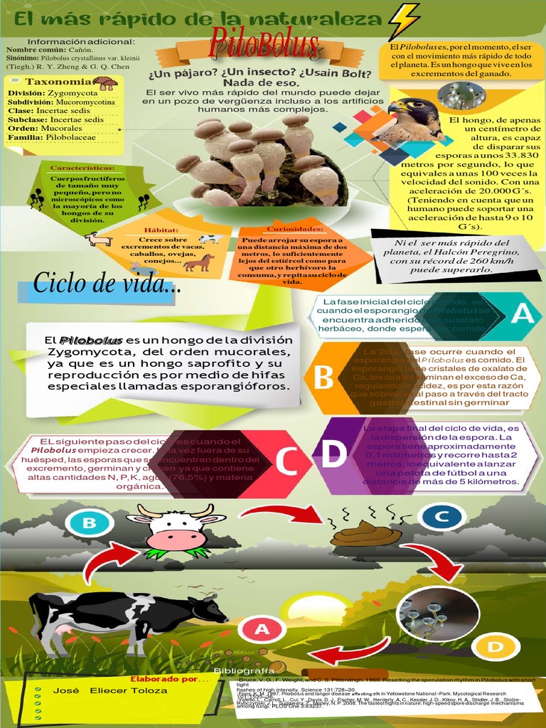 Pilobolus: El hongo más rápido del mundo | PDF | Hongo | Taxa