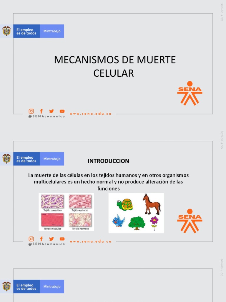 Muerte Celular | PDF | Apoptosis | Biología Celular)