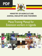 Cabbage Production JICA | PDF | Plant Nursery | Cabbage