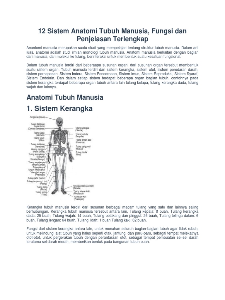 12 Sistem Anatomi Tubuh Manusia | PDF