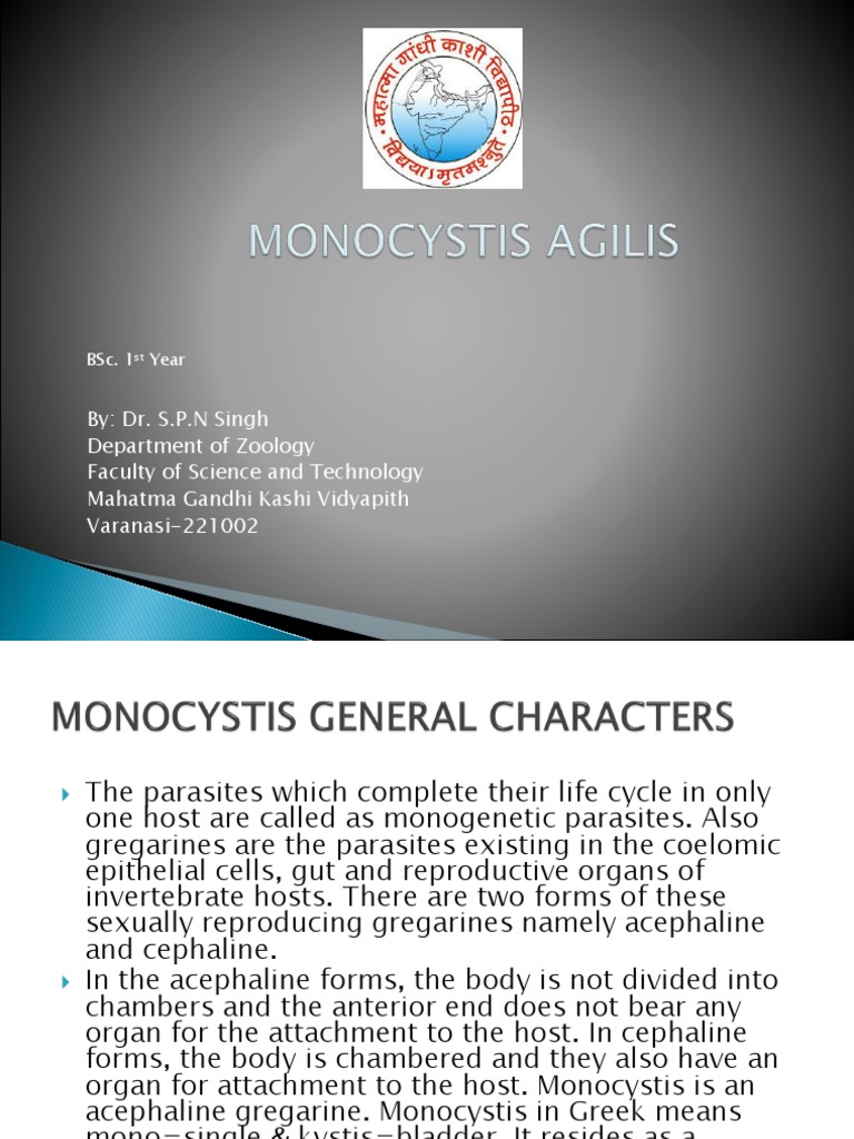 Monocystis Life Cycle in Earthworms | PDF | Cell Nucleus | Meiosis