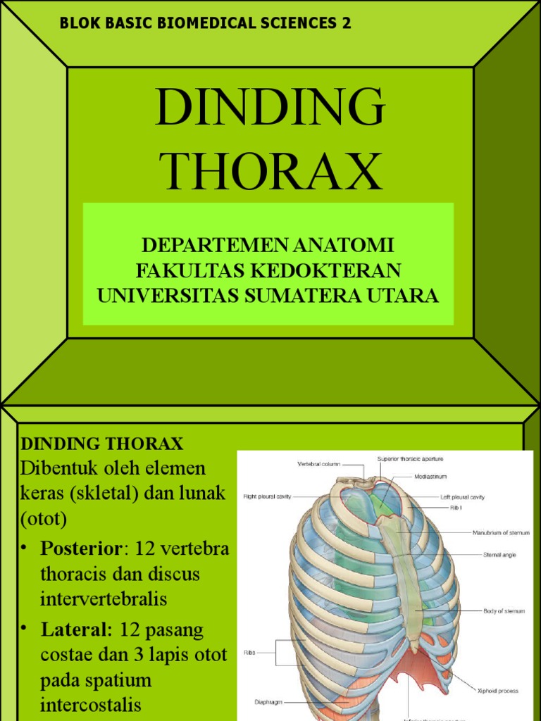 Kuliah-1 Dinding Thorax | PDF