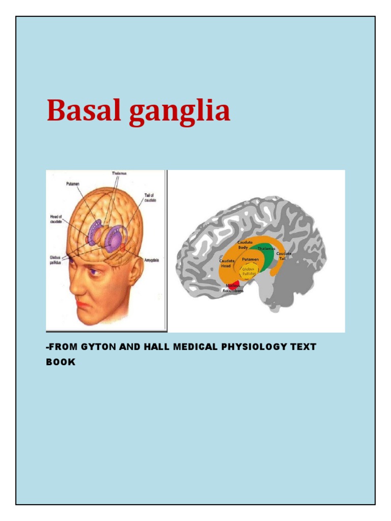 Basic Things To Know About Basal Ganglia With Figures | PDF | Basal ...