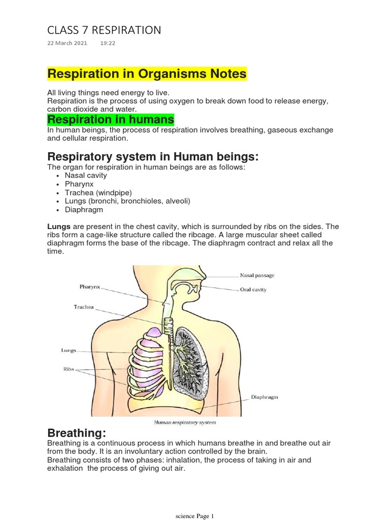Class 7 Respiration | PDF | Respiratory System | Breathing