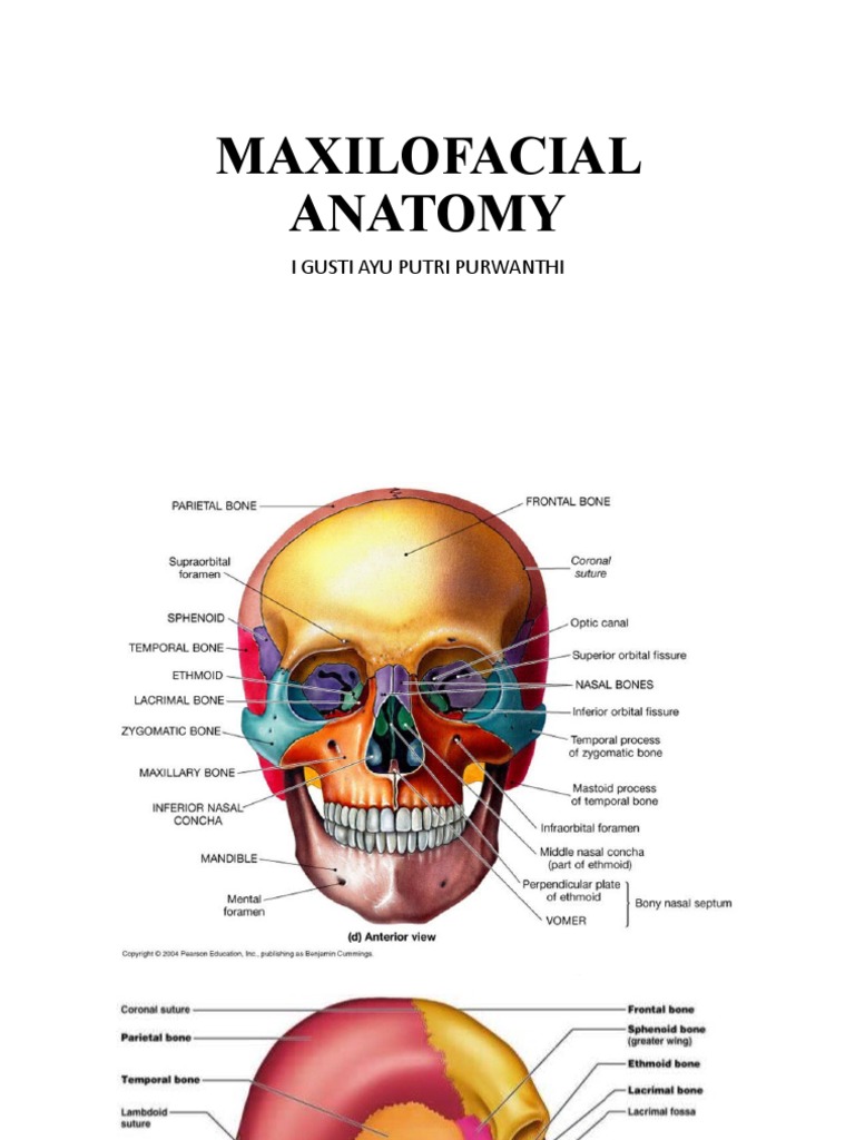 Maxilofacial Anatomy: I Gusti Ayu Putri Purwanthi | PDF