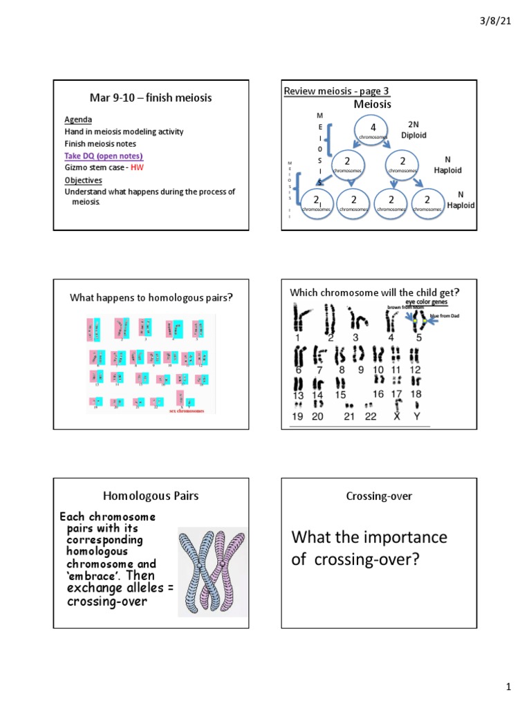 Day 6 More Meiosis-1 | PDF | Meiosis | Ploidy
