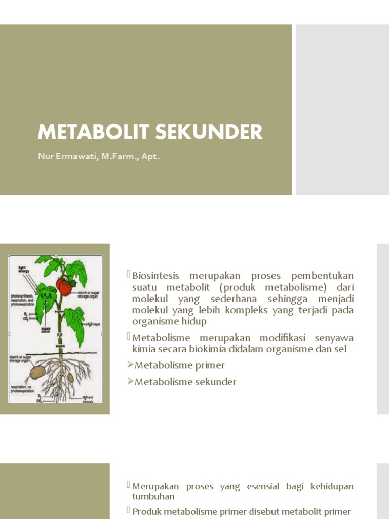 Metabolit Sekunder | PDF