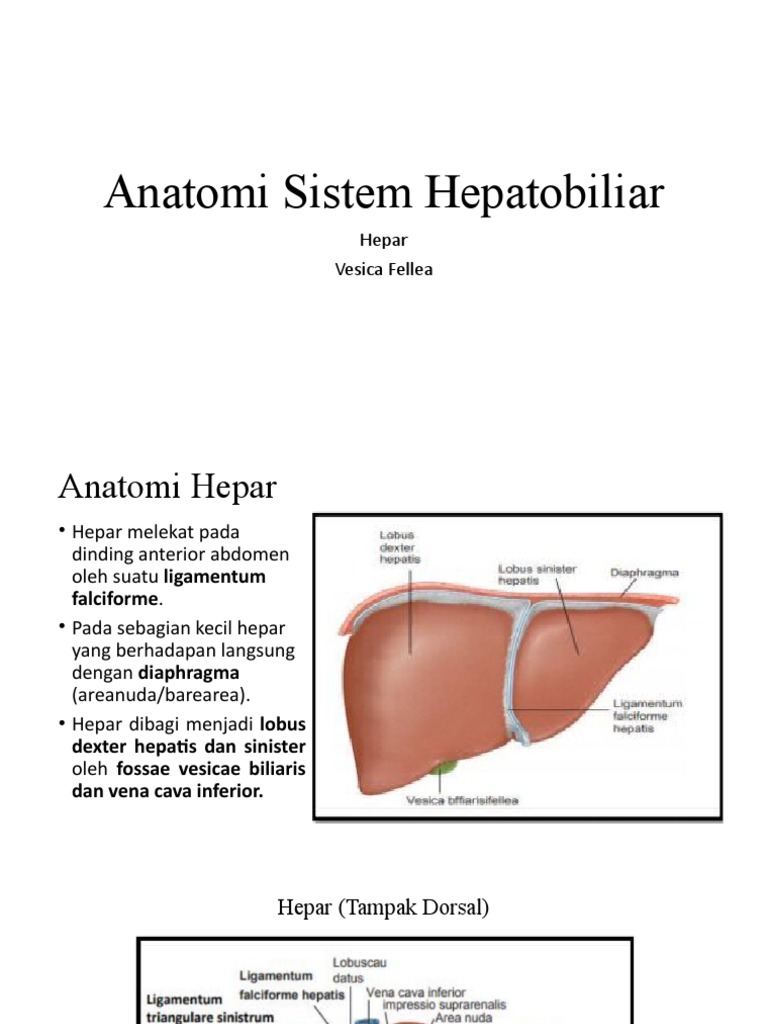 Anatomi Sistem Hepatobiliar | PDF