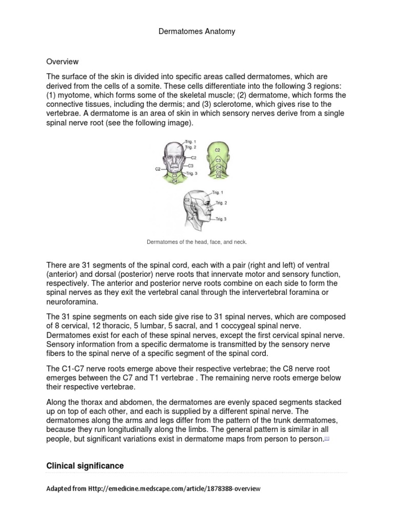 Clinical Significance: Dermatomes of The Head, Face, and Neck | PDF ...