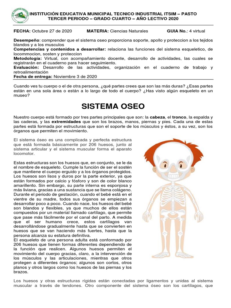 Ciencias Naturales 4. Sistema Oseo | PDF | Vértebra | Hueso