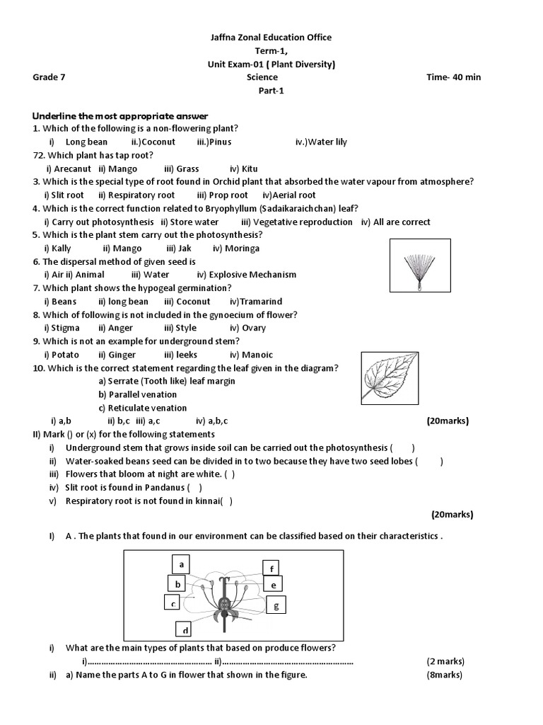 FullStack - Grade 7 - Science - First Term (Unit Exam 1) | PDF | Leaf ...