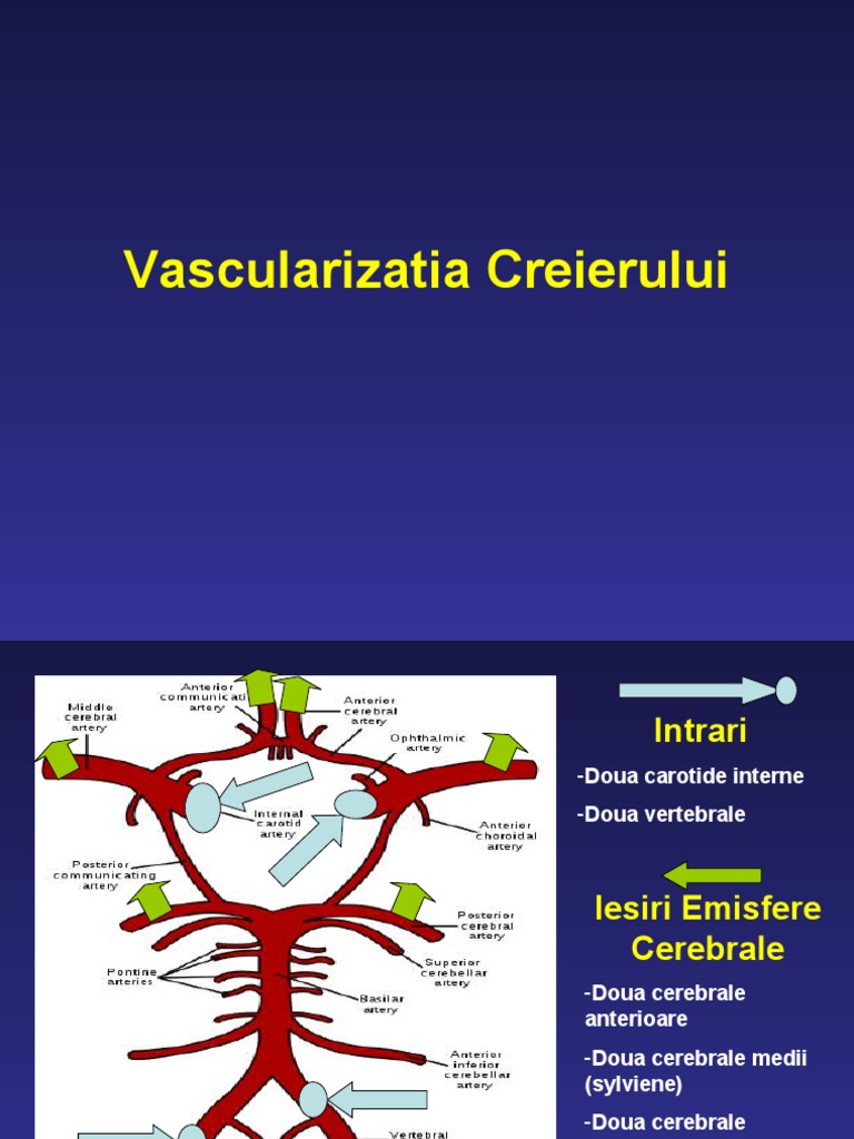 19 Vascularizatia Creierului | PDF