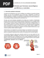 Es La Pectoriloquia Áfona | PDF