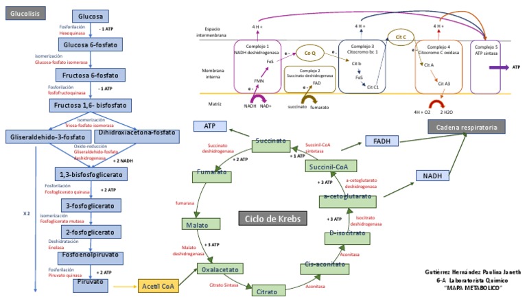 Diagrama De Glucolisis Y Ciclo De Krebs