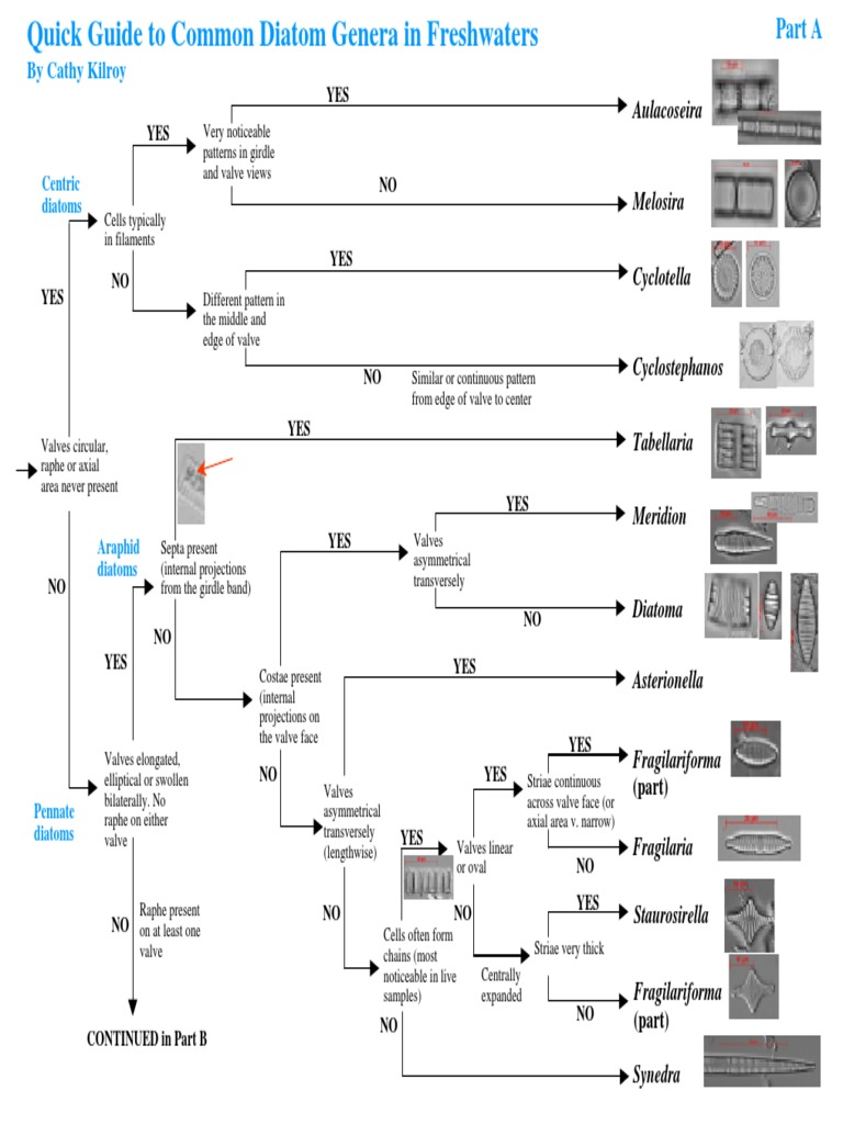 Quick Guide To Common Diatom Genera in Freshwaters: by Cathy Kilroy ...