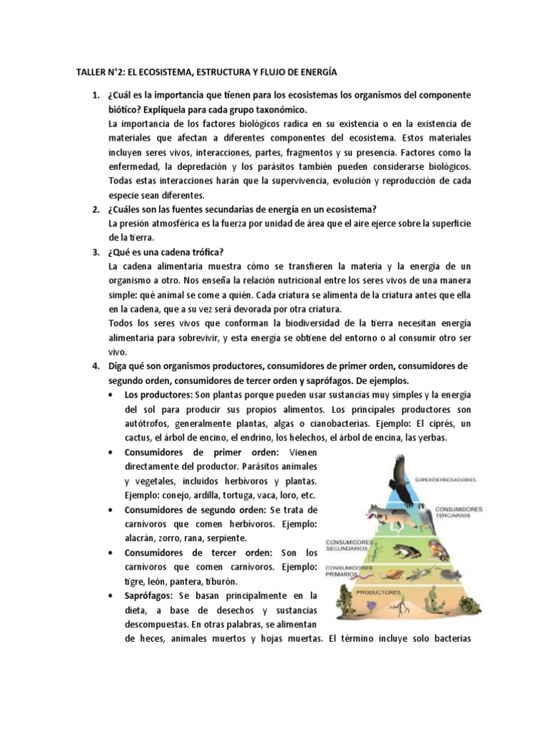 Flujo de Energía en Ecosistemas y Cadenas Tróficas | PDF | Producción ...