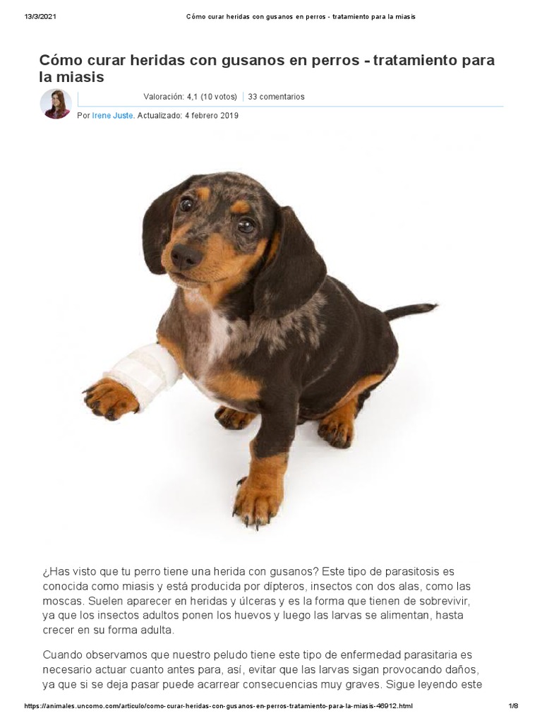 Cómo Curar Heridas Con Gusanos en Perros - Tratamiento para La Miasis ...