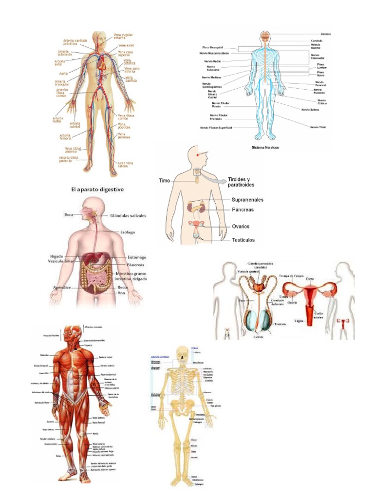 Mapa Cuerpo Humano