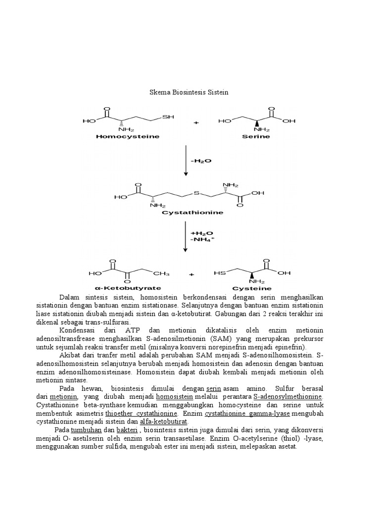 Skema Biosintesis Sistein | PDF | Kesehatan Holistik