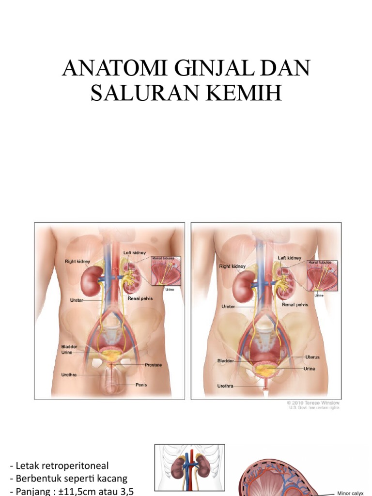 Anatomi Ginjal Dan Saluran Kemih | PDF
