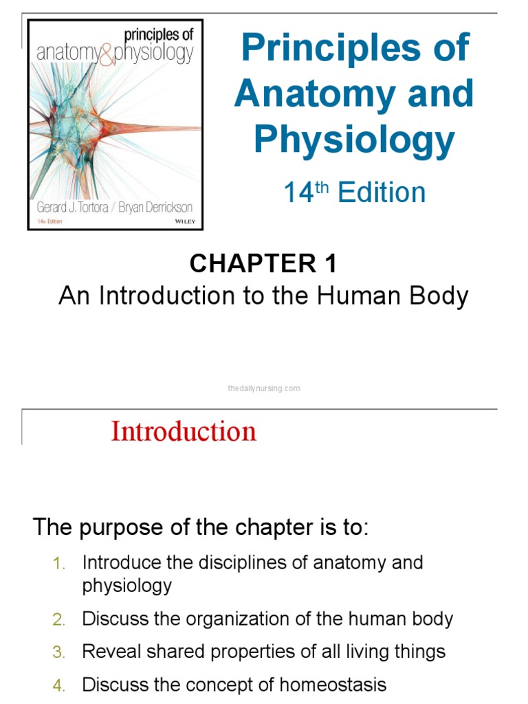 Introduction To Human Body Anatomy Physiology | PDF | Anatomical Terms ...