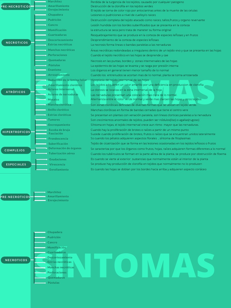 Sintomas | PDF | Hoja | Raíz