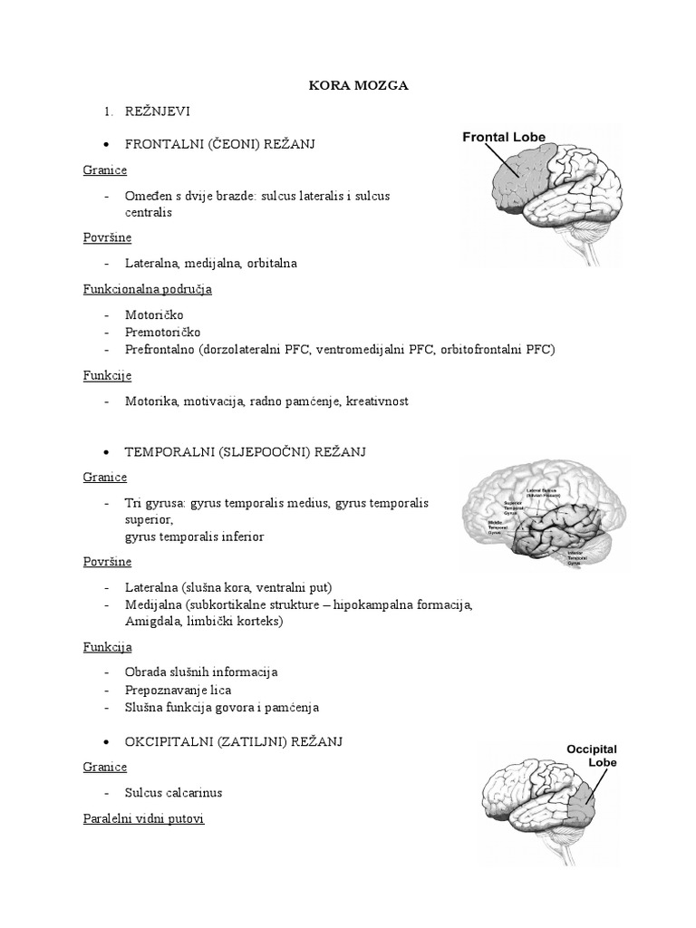 Kora Mozga Skripta Me | PDF
