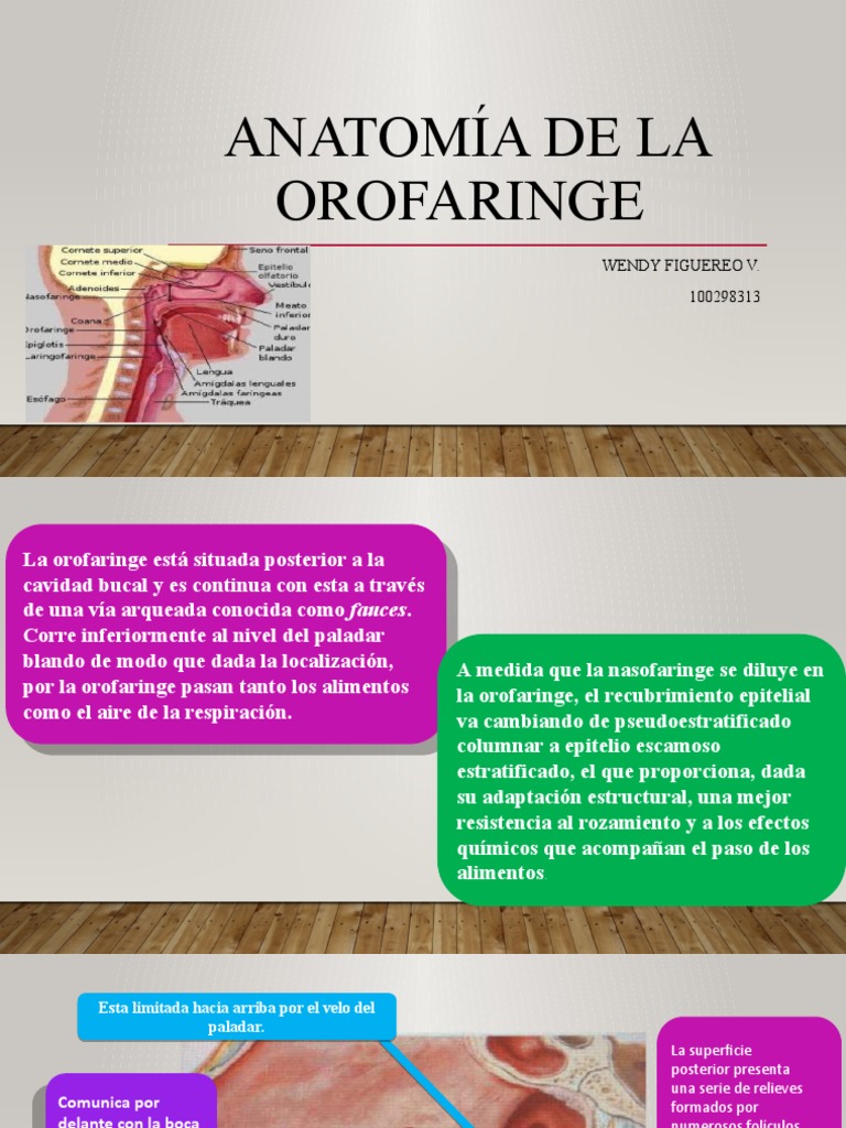 Anatomía de La Orofaringe | PDF | Cabeza y cuello humanos | Órgano ...