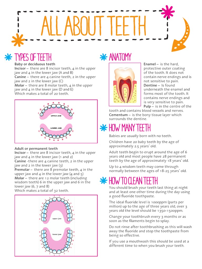 All About Teeth Download | PDF | Human Tooth | Tooth