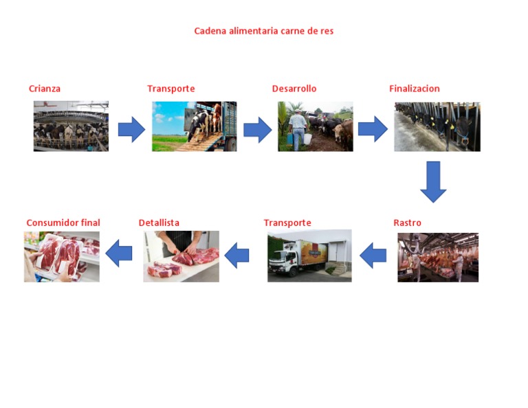 Cadena Alimentaria Carne de Res | PDF