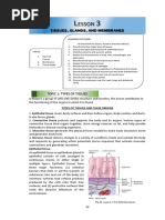 Chapter 4 Tissue - The Living Fabric | PDF | Epithelium | Cartilage