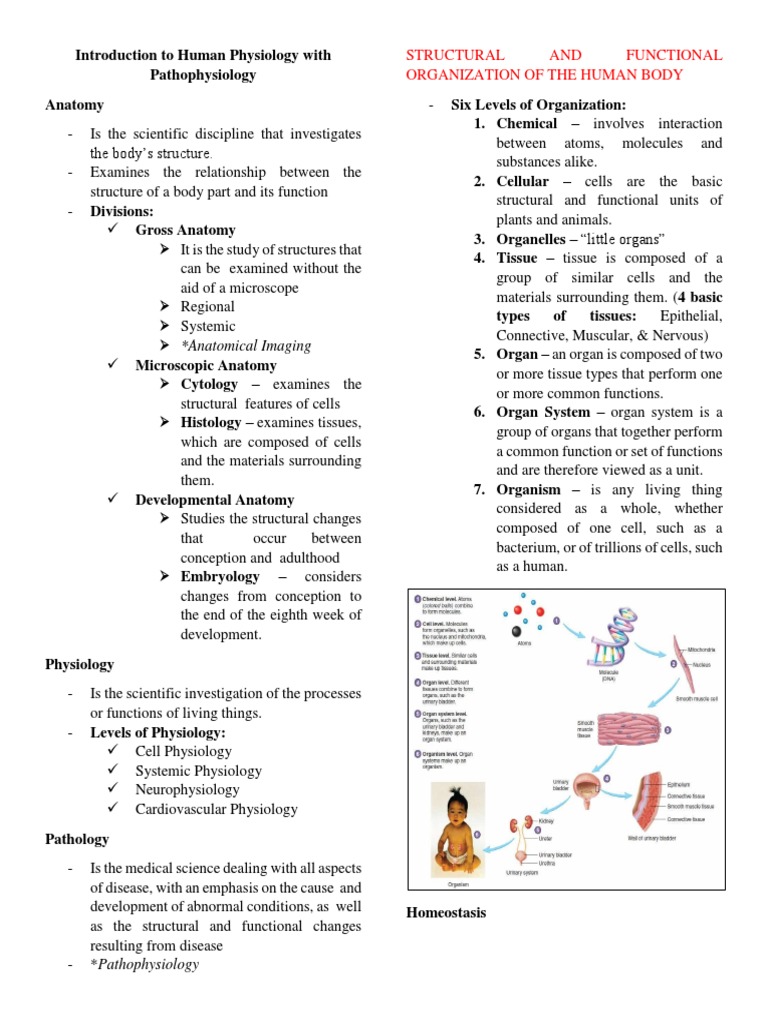 HPP Intro Module 1 | PDF | Anatomical Terms Of Location | Pelvis