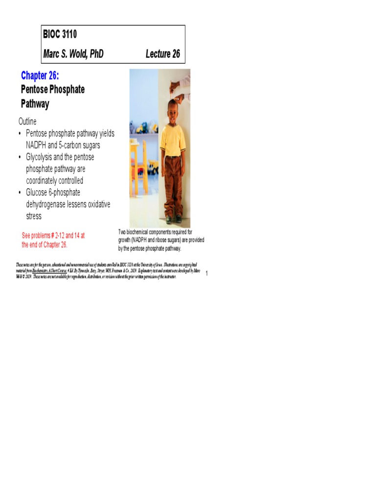 Marc S. Wold, PHD: Bioc 3110 | PDF | Glycolysis | Metabolic Pathway