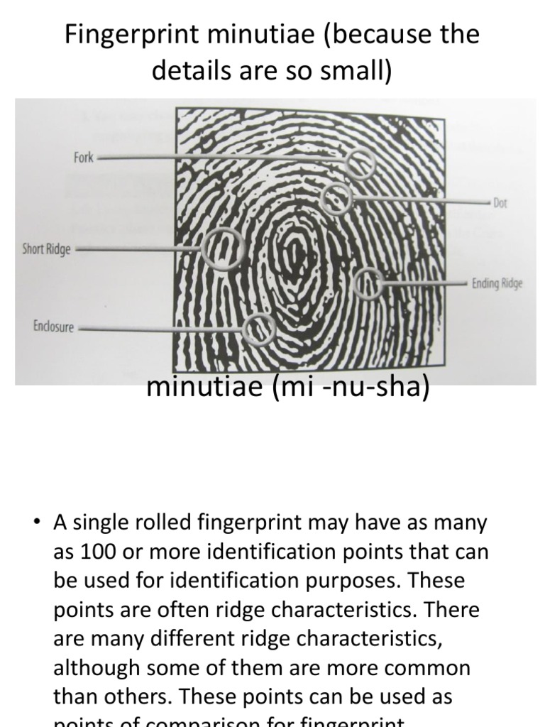 Fingerprint Minutiae (Because The Details Are So Small) : Minutiae (Mi ...