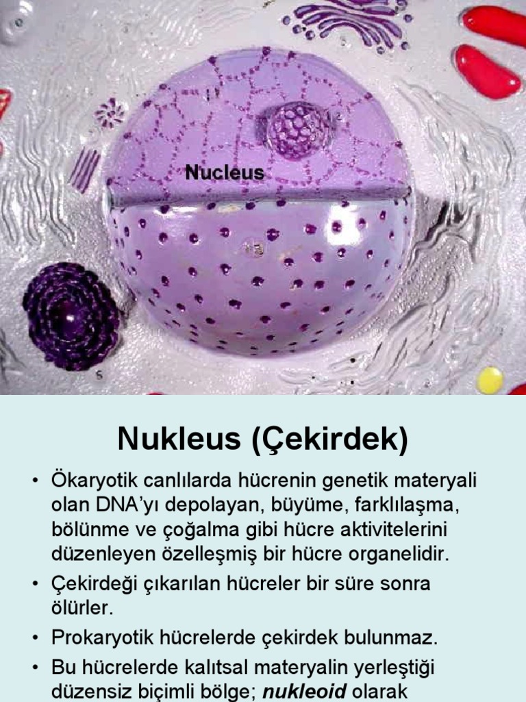 Nukleus | PDF