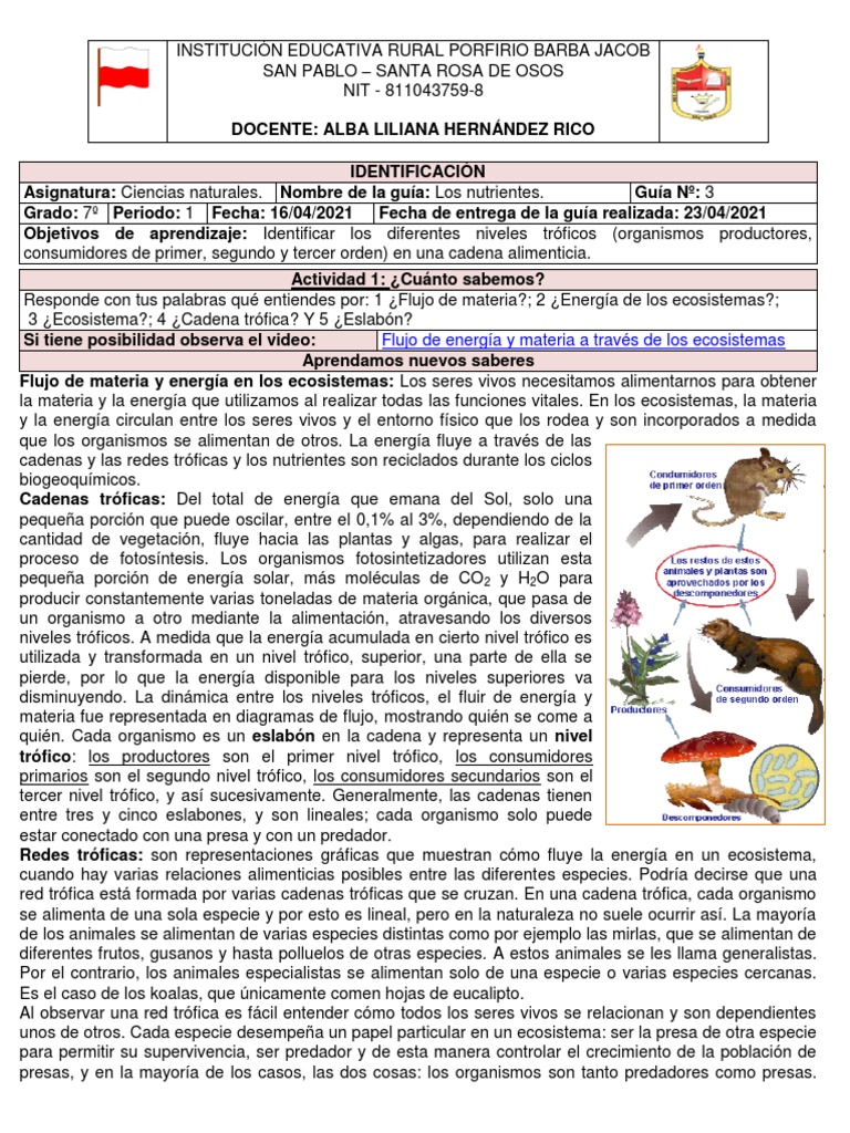 Cadenas y Pirámides Tróficas en Ecosistemas | PDF | Red alimentaria ...