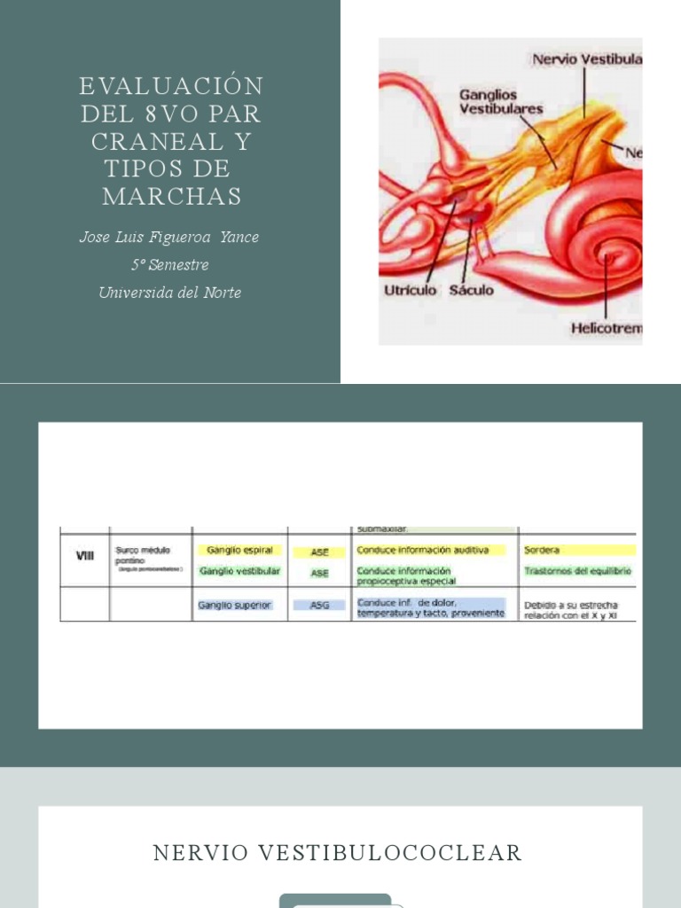 Evaluacion Del 8vo Par Craneal y Tipos de Marcha | PDF | Cabeza y ...