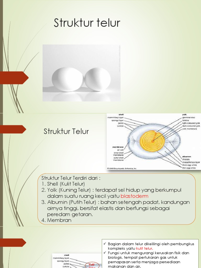 Struktur Telur | PDF