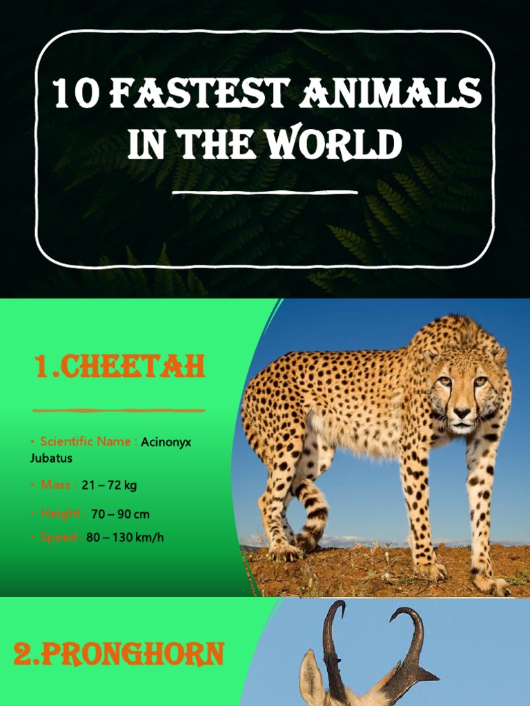 Top 10 Fastest Animals Worldwide | PDF